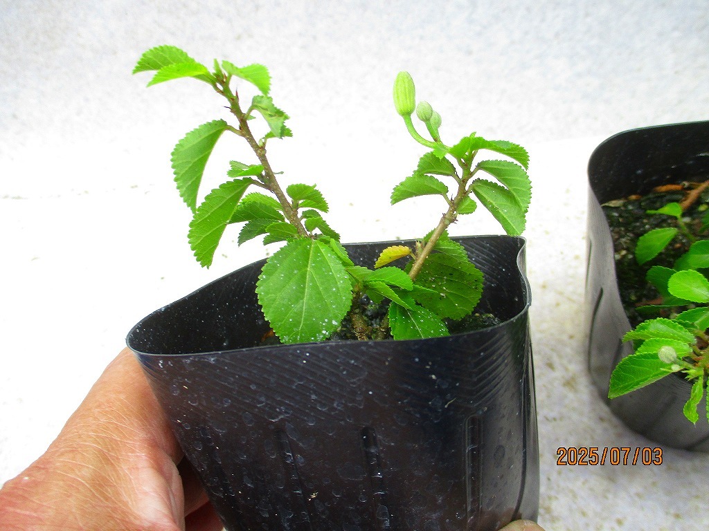 Yahoo!オークション - [讃岐屋緑兵衛] 睡蓮木 4点組 (7374)全高 13㎝