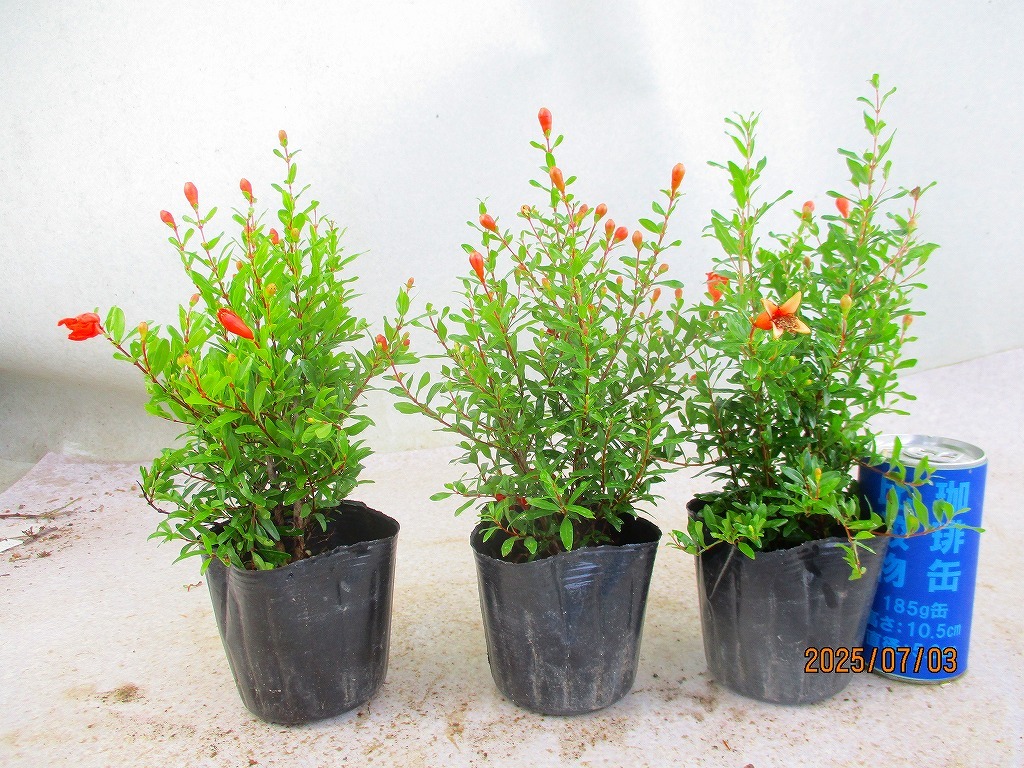 Yahoo!オークション - [讃岐屋緑兵衛]姫柘榴 3点組(7287黒ポット)全高 ...