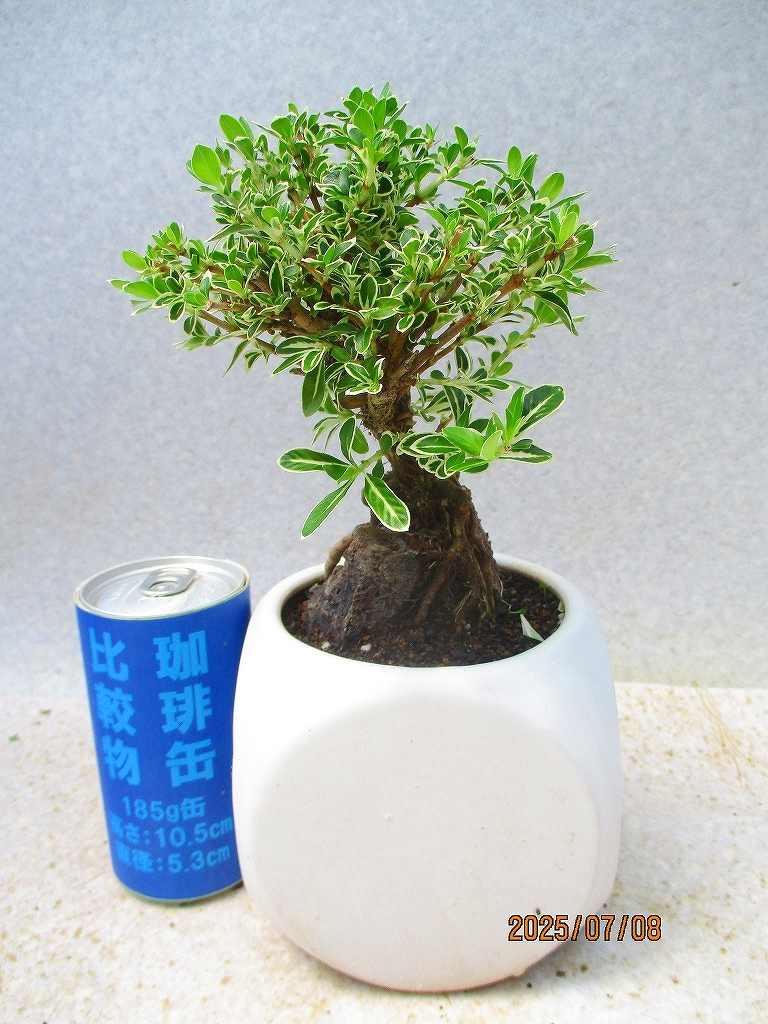 Yahoo!オークション - [讃岐屋緑兵衛] 斑入白鳥花 (7547白釉丸鉢)全高 ...