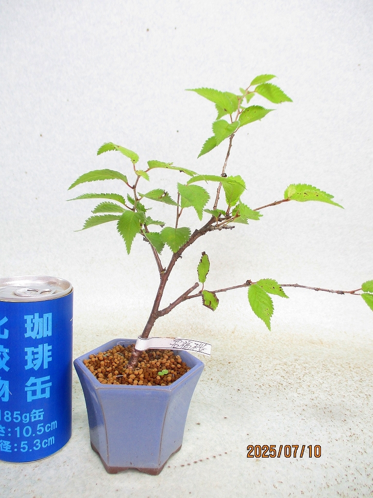 Yahoo!オークション - [讃岐屋緑兵衛] 招福桜 (71043均釉六角鉢)全高 2...