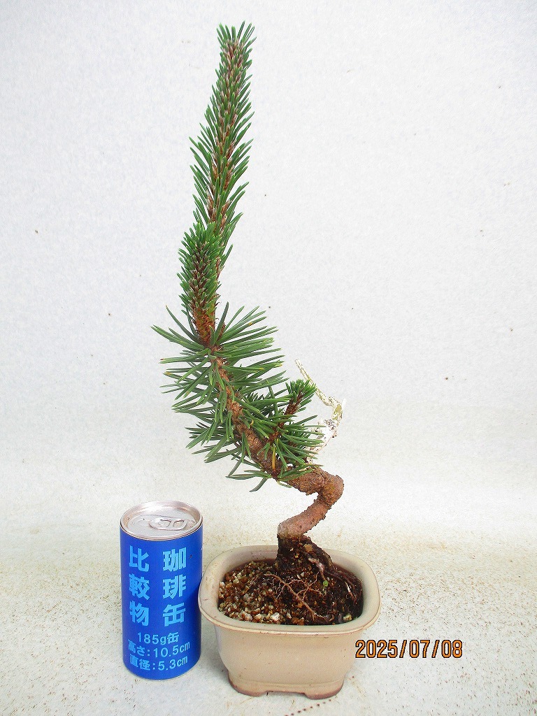 Yahoo!オークション - [讃岐屋緑兵衛]寸梢松(7749白釉正方鉢駄温鉢)全...