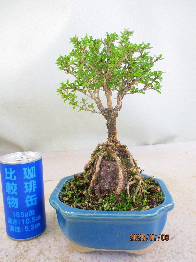 Yahoo!オークション - [讃岐屋緑兵衛]香丁木(7706瑠璃釉木爪鉢)全高 26...