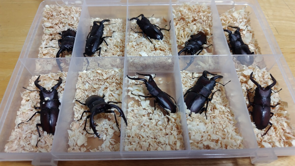 Yahoo!オークション - 東京都産 ノコギリクワガタ大歯型10ペア 計20匹...