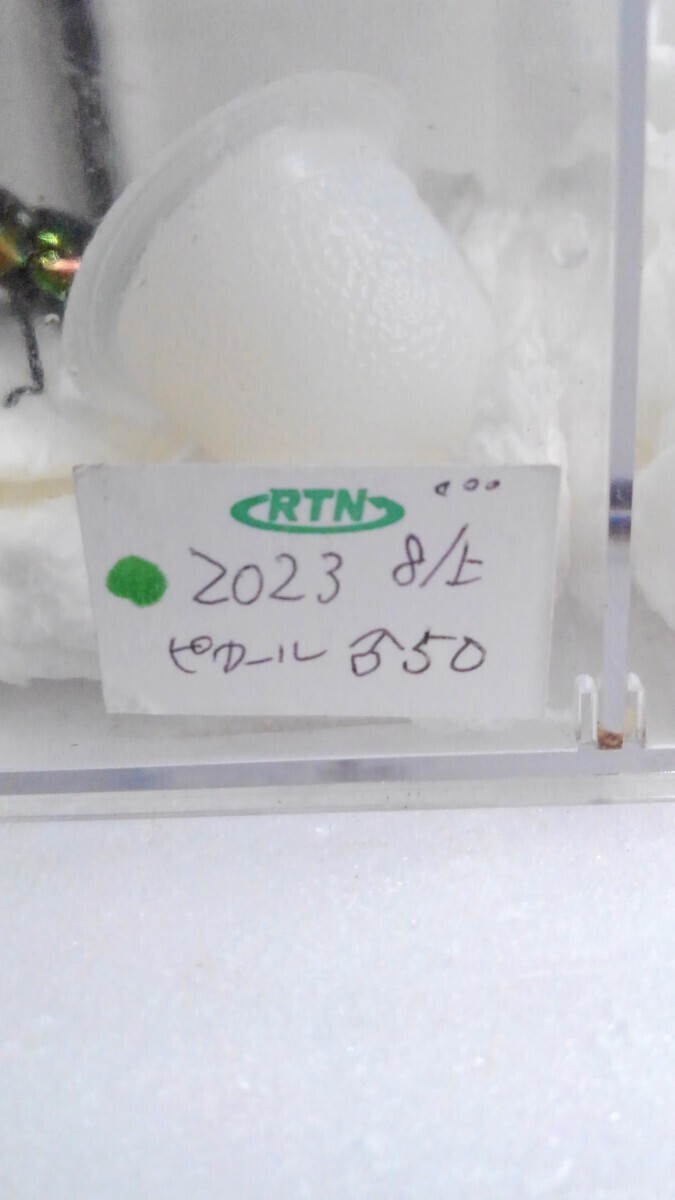 Yahoo!オークション - 【radiant】本家RTNニジイロピカール幼虫(グリー...