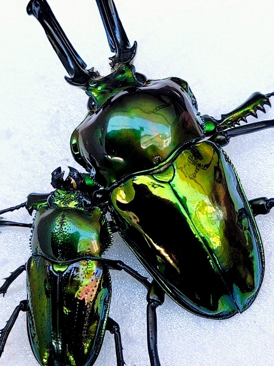 Yahoo!オークション - 【radiant】本家RTNニジイロピカール幼虫(グリー...