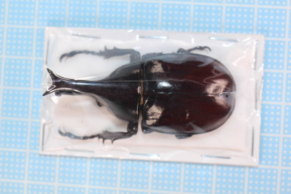 Yahoo!オークション - 【標本】A0002 タイ産 ギデオンヒメカブト ♂55m...