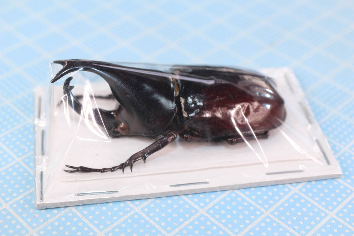 Yahoo!オークション - 【標本】A0002 タイ産 ギデオンヒメカブト ♂55m...