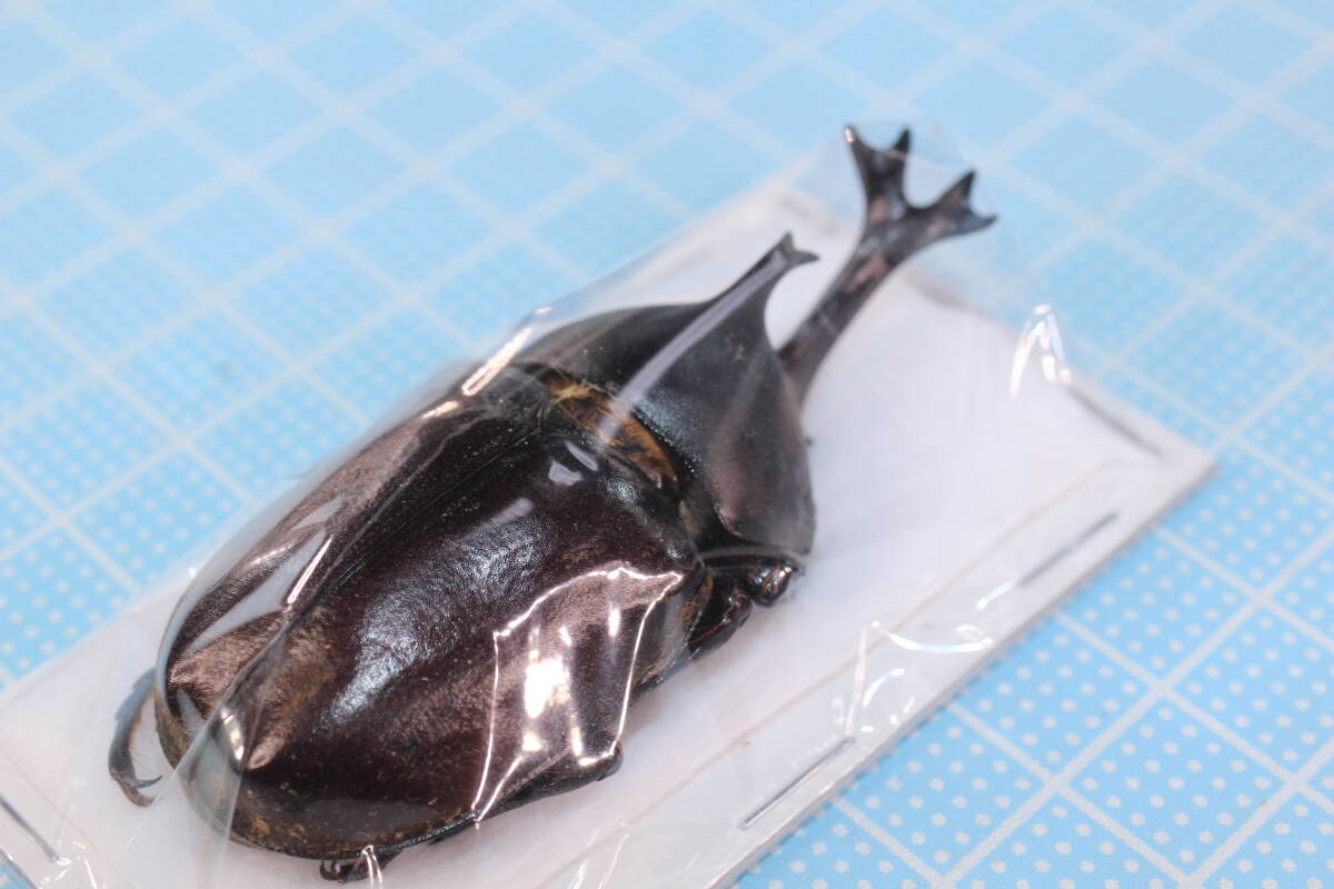 Yahoo!オークション - 【標本】A0034 台湾産 ツノボソカブト 大型♂
