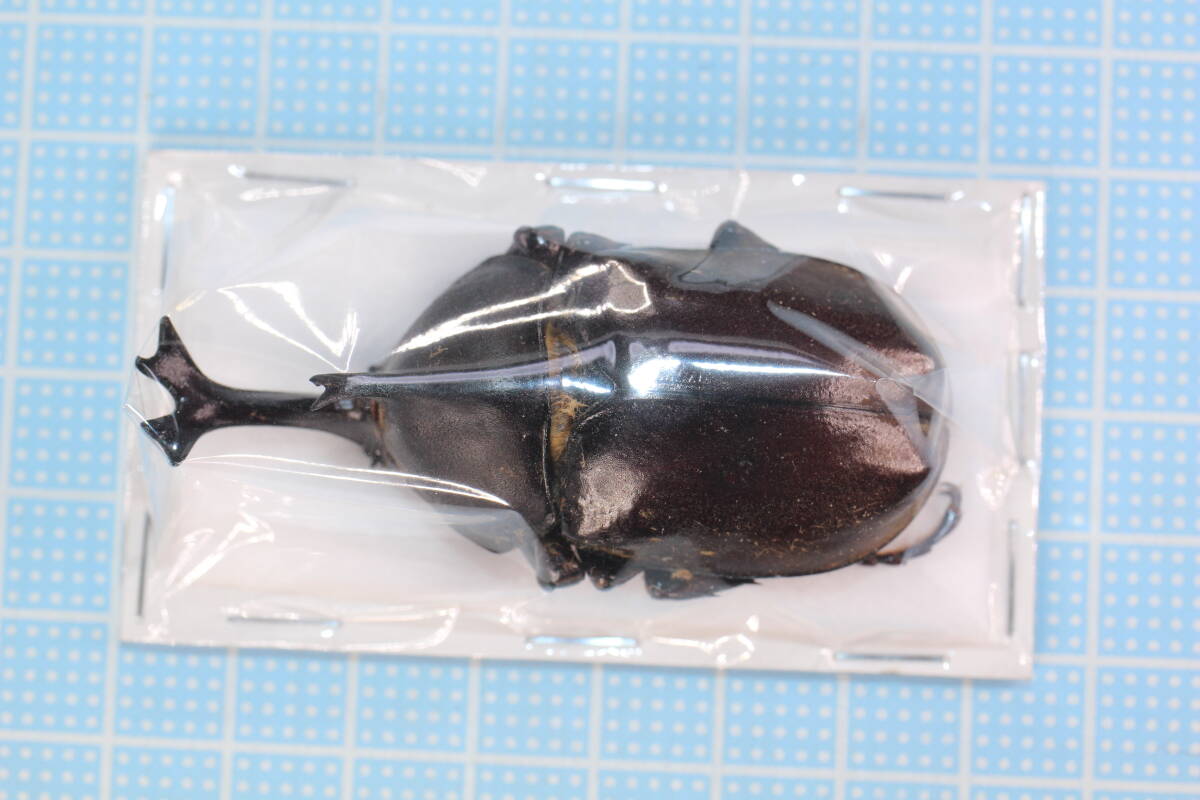 Yahoo!オークション - 【標本】A0034 台湾産 ツノボソカブト 大型♂