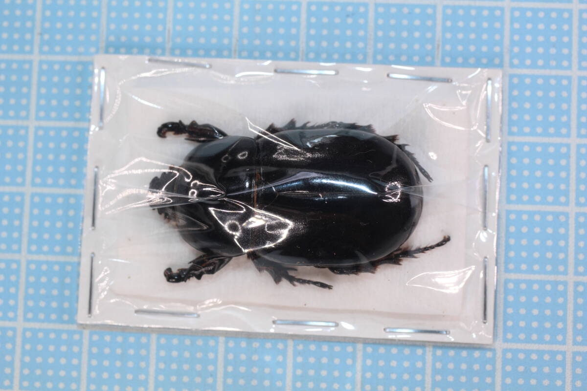 Yahoo!オークション - 【標本】A0074 ニューギニア島産 パプアカブト ...