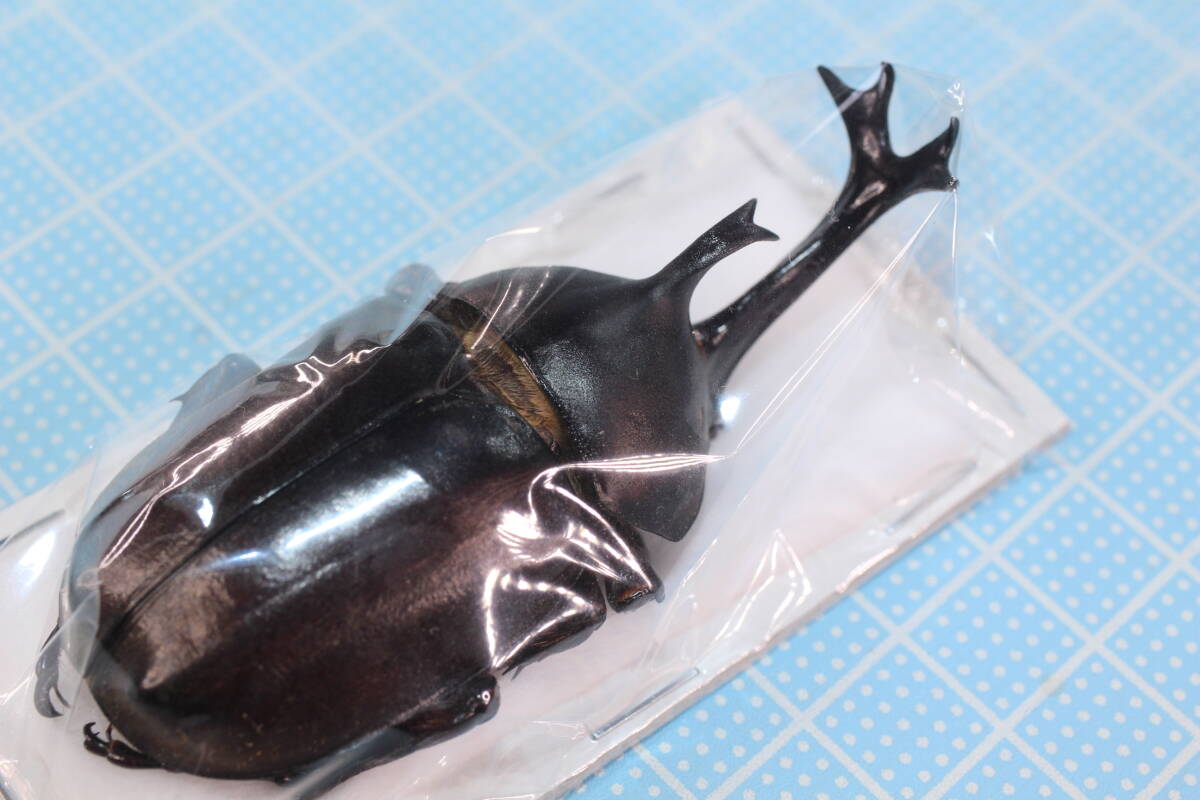 Yahoo!オークション - 【標本】A0086 台湾産 ツノボソカブト 大型♂