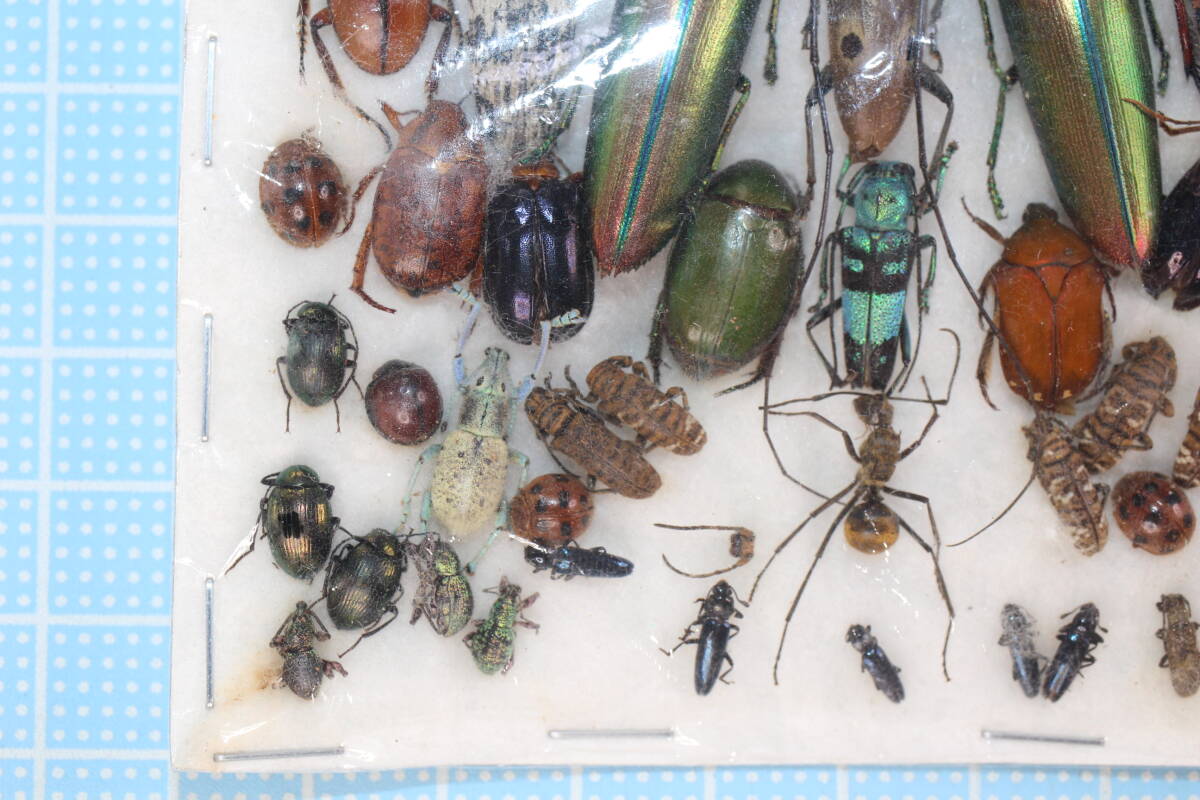 Yahoo!オークション - 【標本】A0139 スラヴェシ島産 昆虫いろいろパッ...