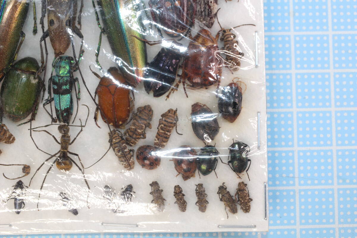 Yahoo!オークション - 【標本】A0139 スラヴェシ島産 昆虫いろいろパッ...