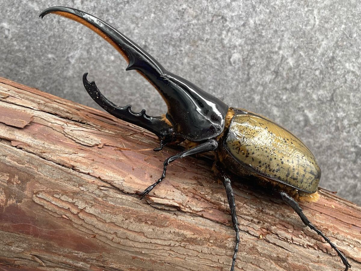 Yahoo!オークション - DHヘラクレス(大和-Manoa系)♂163mm-大型血統