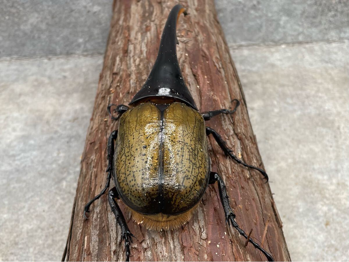 Yahoo!オークション - DHヘラクレス(Starmine-SDU系)♂161mm-大型血統