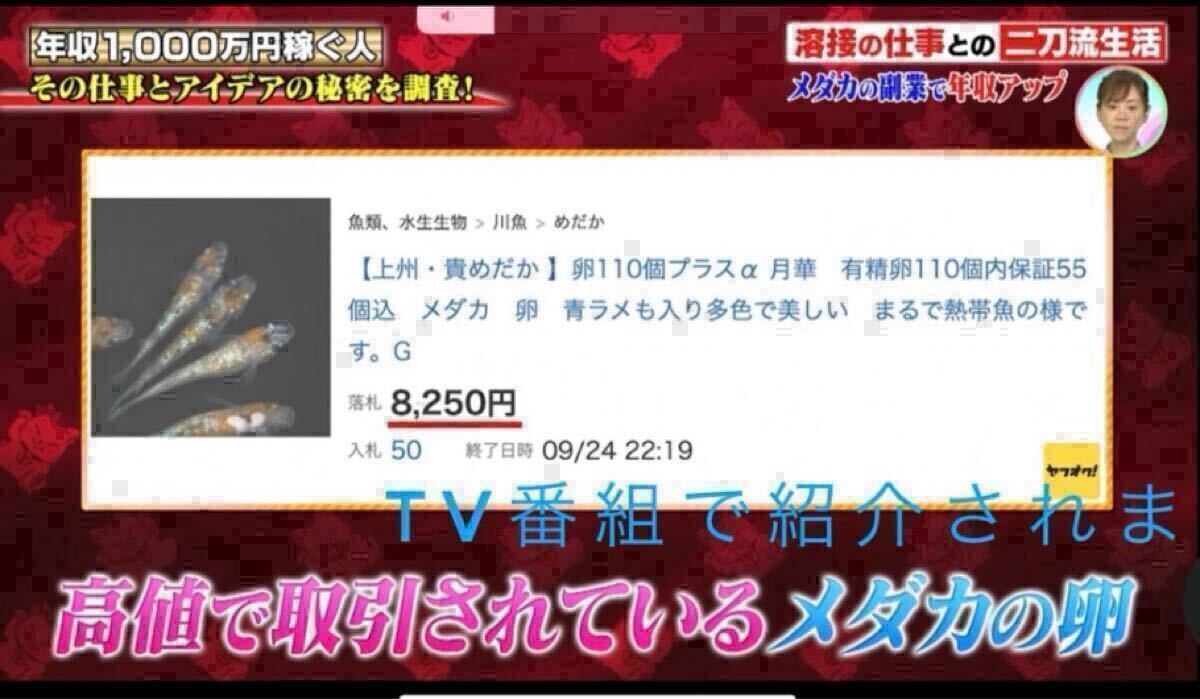 Yahoo!オークション - 【上州・貴めだか 】極上 『レックウザ』有精卵6...