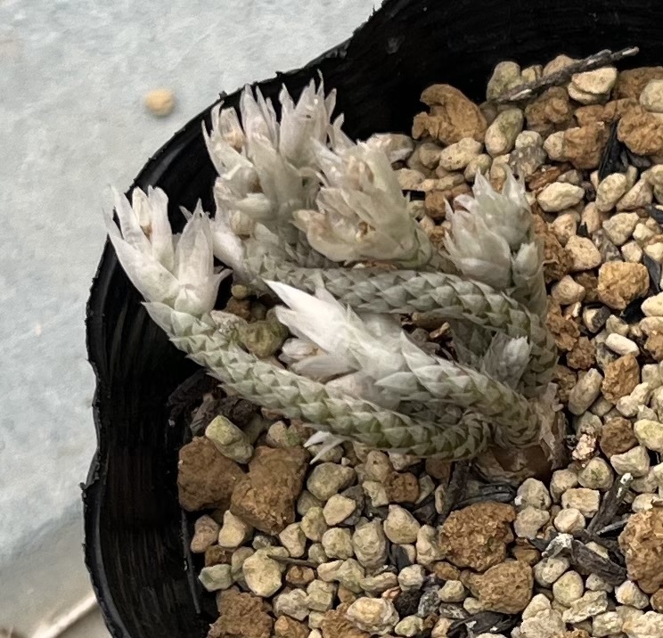 Yahoo!オークション - アボニア Avonia dinteri Namibia 40 km N.of Om...