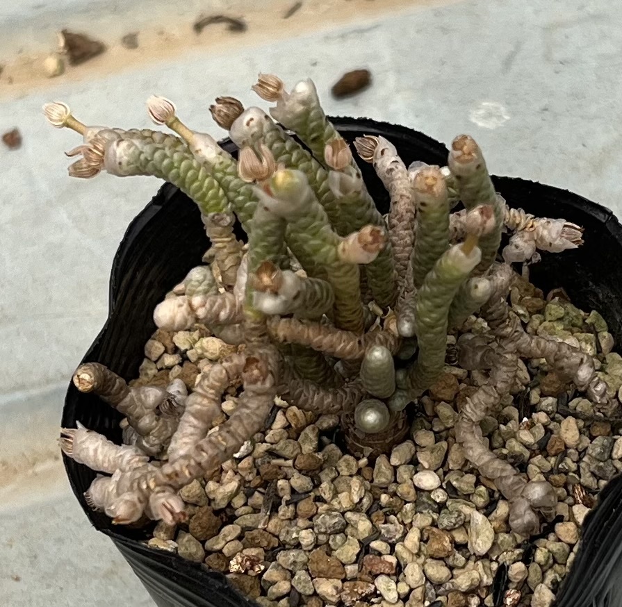 Yahoo!オークション - アボニア Avonia albissima var.grisea 12km Pla...