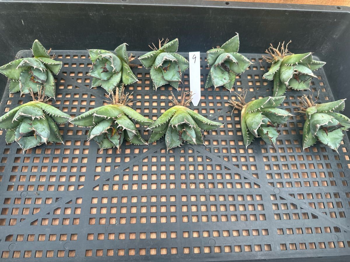 Yahoo!オークション - 【FJ Agave】B9-4アガベ 鳳凰 極上株 10株同梱 ...