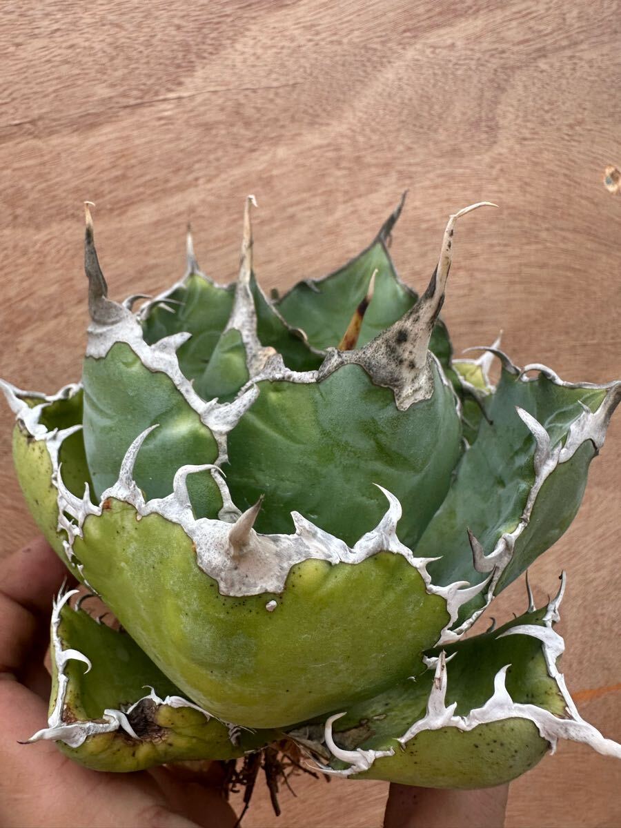 Yahoo!オークション - 【FJ Agave】A73アガベ 白鯨 極上大株 約14CM