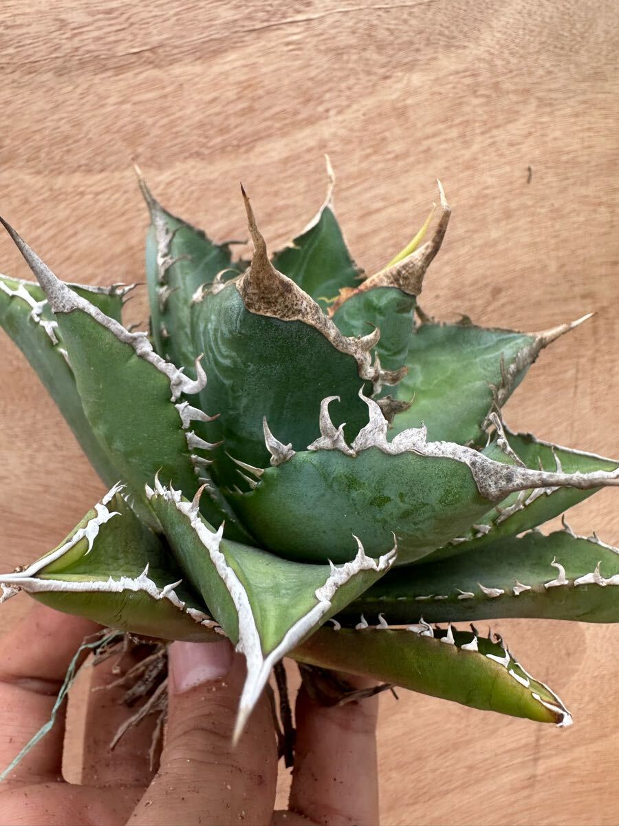 Yahoo!オークション - 【FJ Agave】A113アガベ 海王 極上大株 約14CM