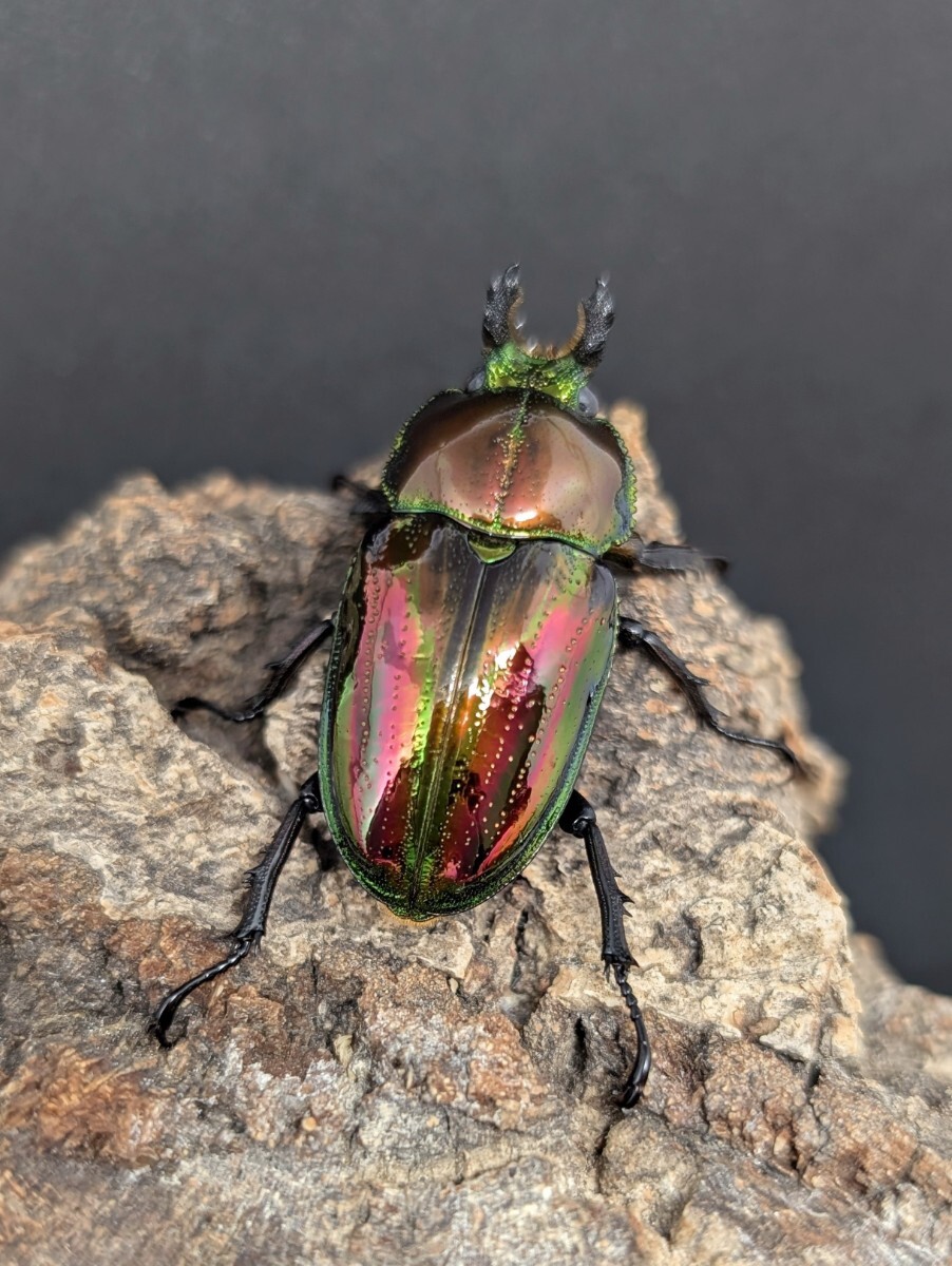 Yahoo!オークション - 良光沢 RTN 本家累代 ゴールドピカール 成虫 ペ...