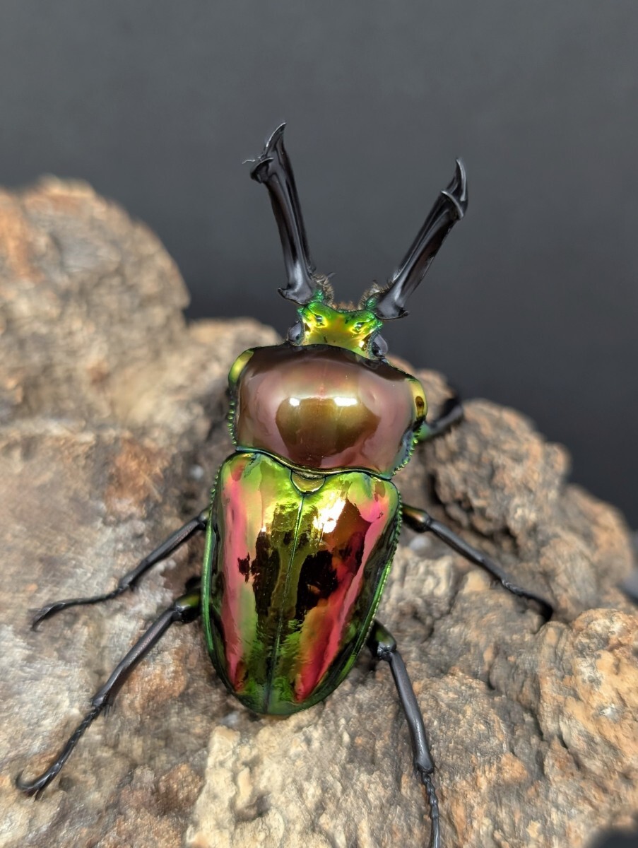 Yahoo!オークション - 良光沢 RTN 本家累代 ゴールドピカール 成虫 ペ...