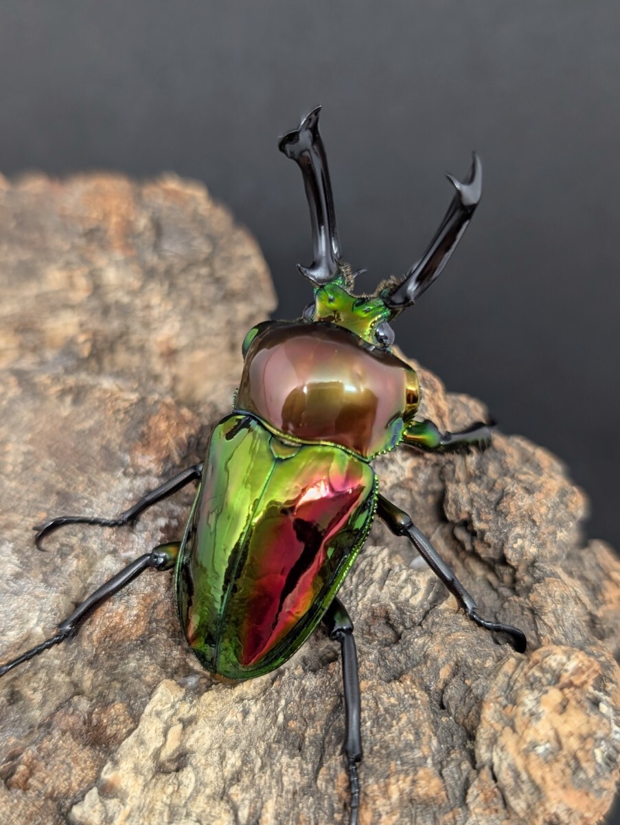 Yahoo!オークション - 良光沢 RTN 本家累代 ゴールドピカール 成虫 ペ...