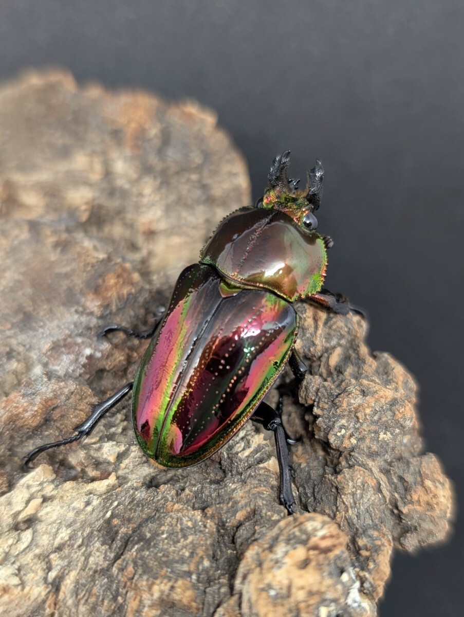 Yahoo!オークション - 極上の光沢 RTN 本家累代 レッドピカール 成虫 ...