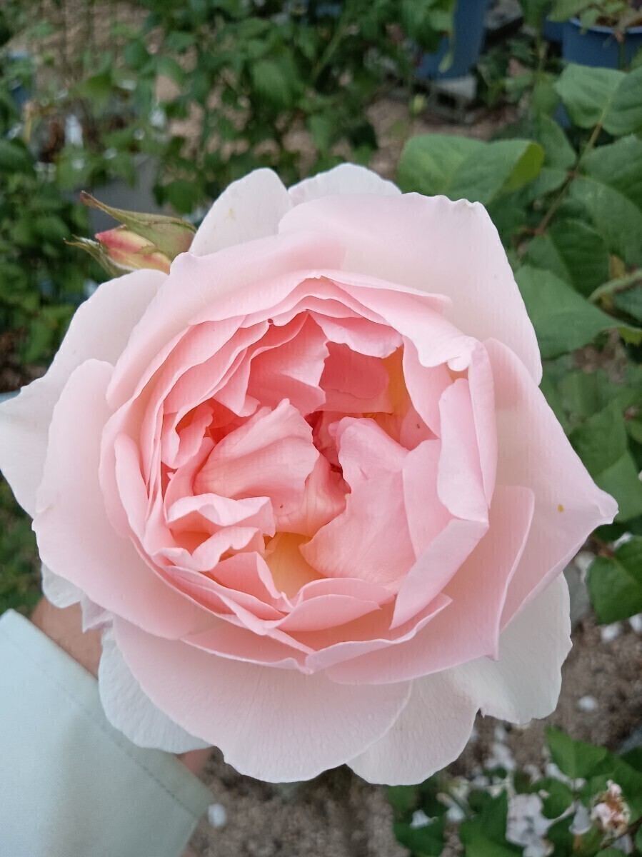 Yahoo!オークション - 廃盤品種 シャリファ・アスマ②