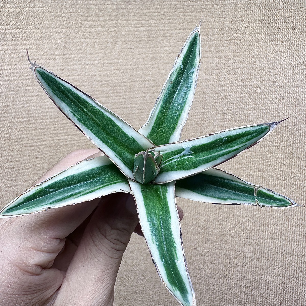 Yahoo!オークション - 【MCGRADY-PLANTS】J617 激レア高級品種 アガベ ...