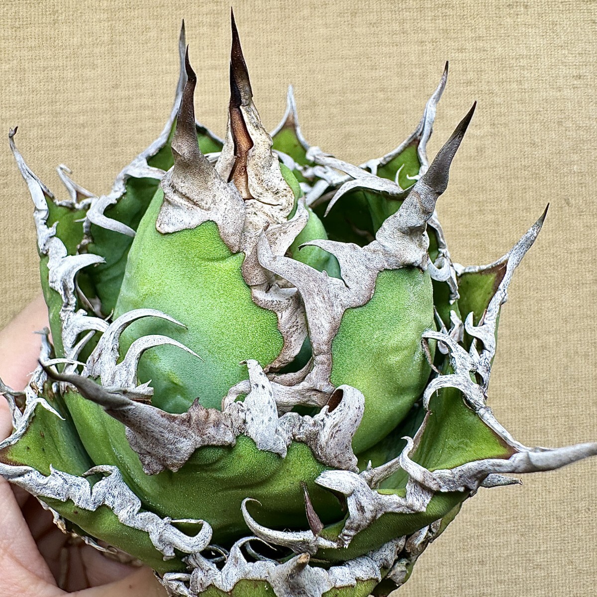 Yahoo!オークション - 【MCGRADY-PLANTS】J209 激レア高級品種 アガベ ...