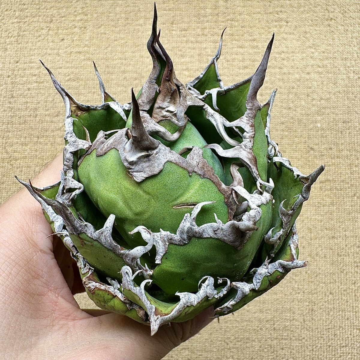 Yahoo!オークション - 【MCGRADY-PLANTS】J814 激レア高級品種 アガベ ...