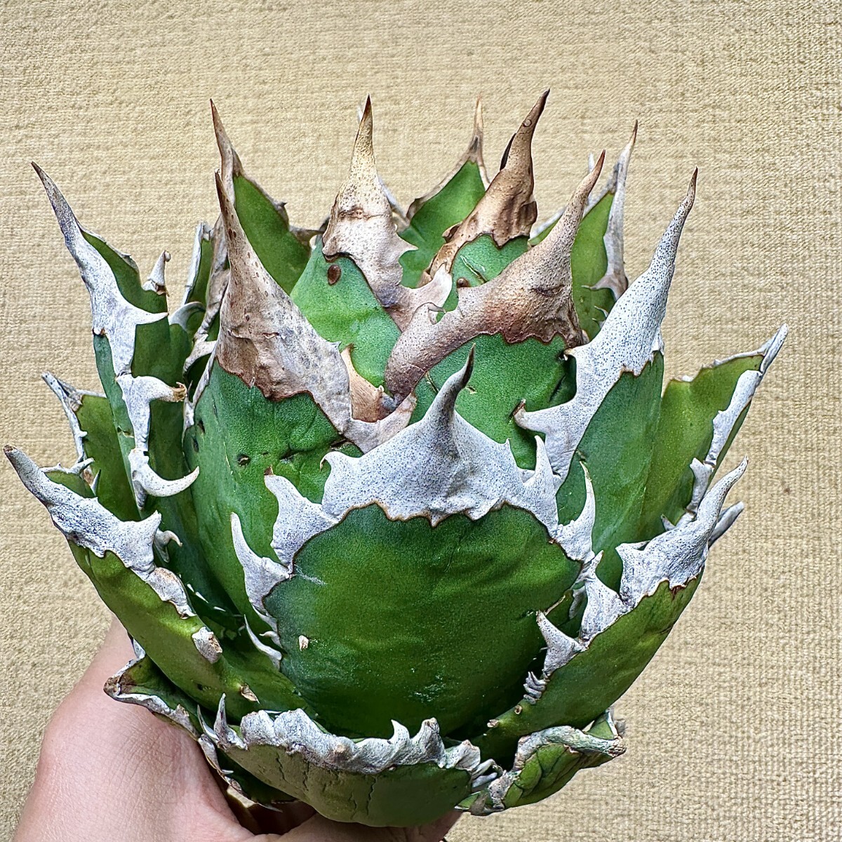 Yahoo!オークション - 【MCGRADY-PLANTS】J609 アガベ チタノタ レッド...