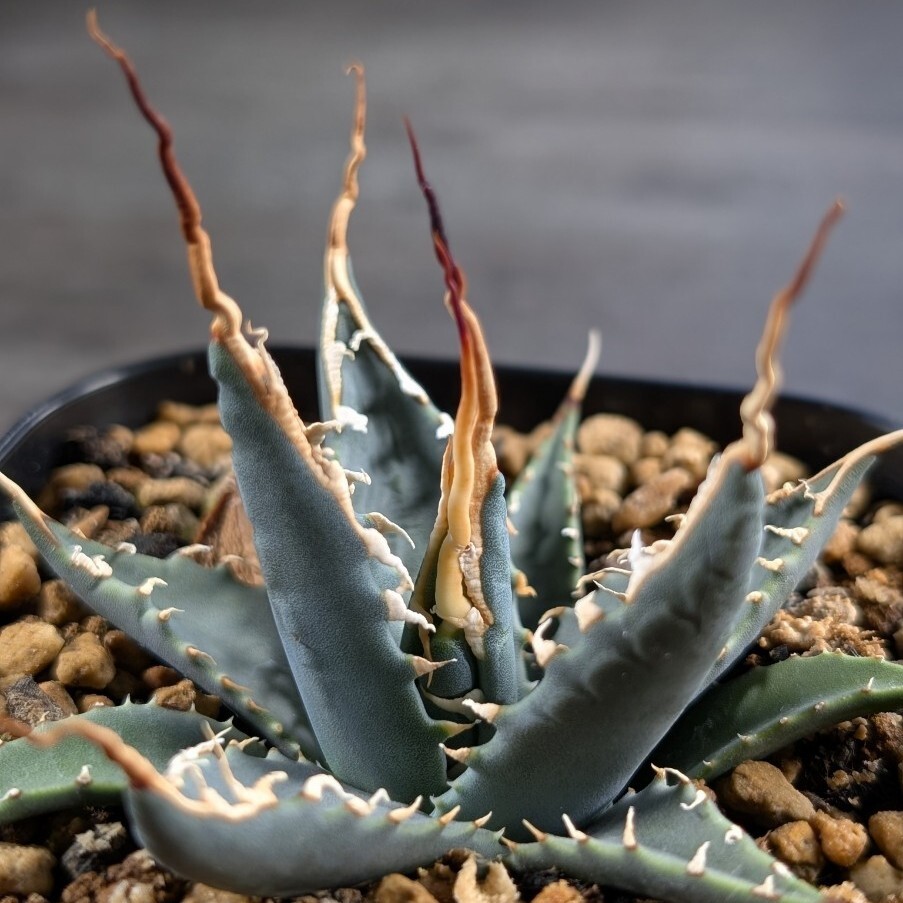 Yahoo!オークション - 現品A148 アガベ エボリスピナ実生 選抜 陽炎 ユ...