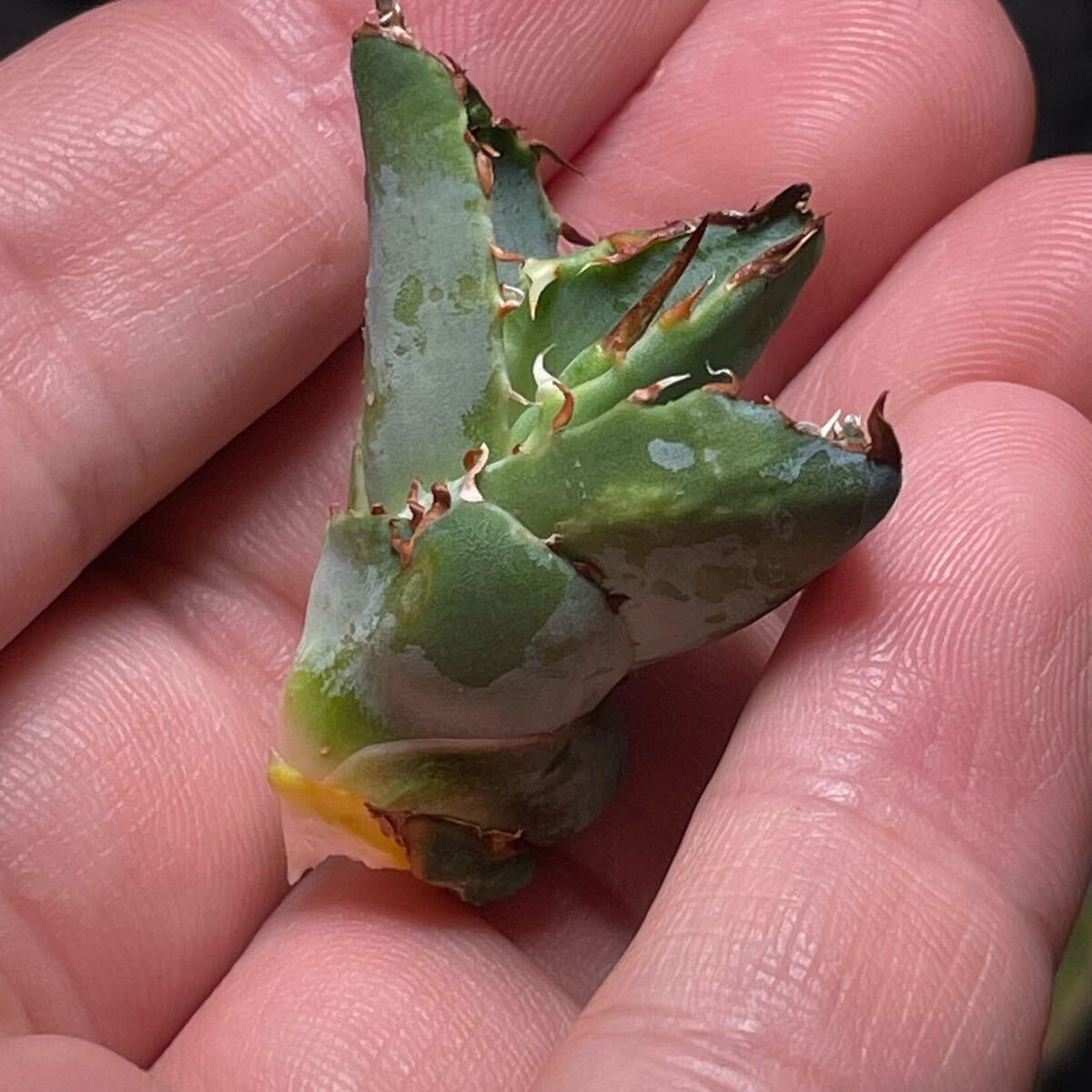 Yahoo!オークション - AB3 アガベ 選抜ブルー ジャギジャギタイプ 子株...