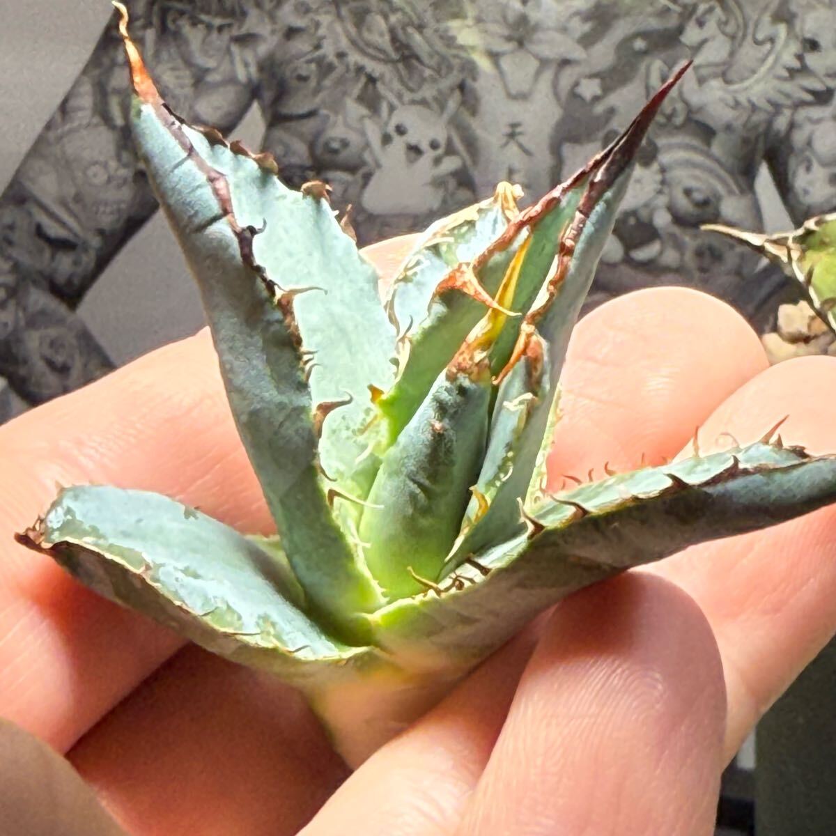 Yahoo!オークション - AB3 アガベ 選抜 ブルー実生 ジャギジャギタイプ...