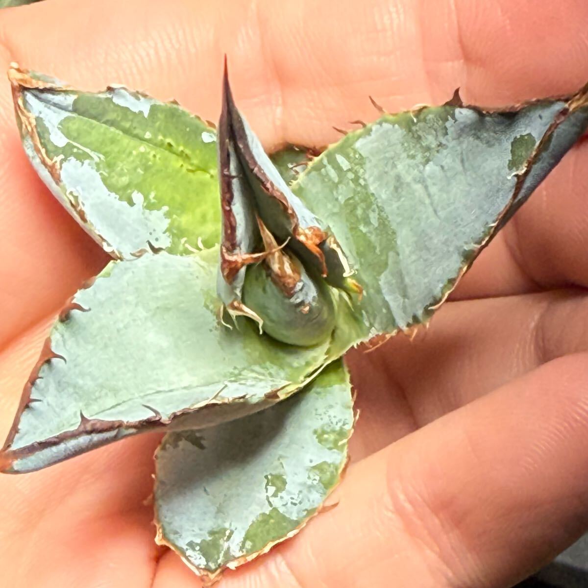 Yahoo!オークション - AB3 アガベ 選抜 ブルー実生 ジャギジャギタイプ...