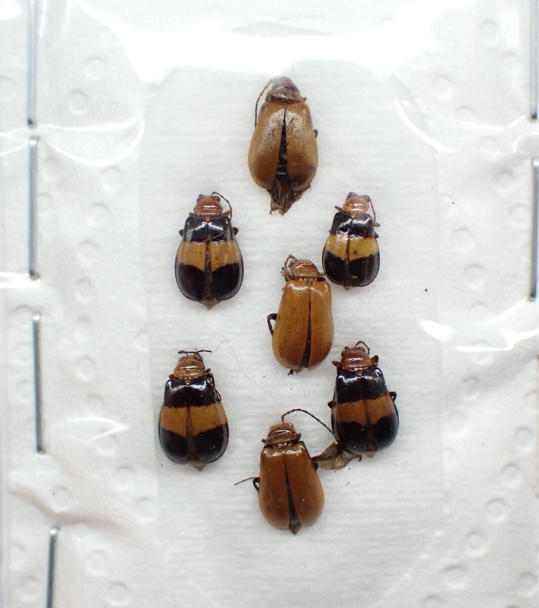 Yahoo!オークション - 昆虫標本 パプアニューギニア産 No.1332 ハムシ7...