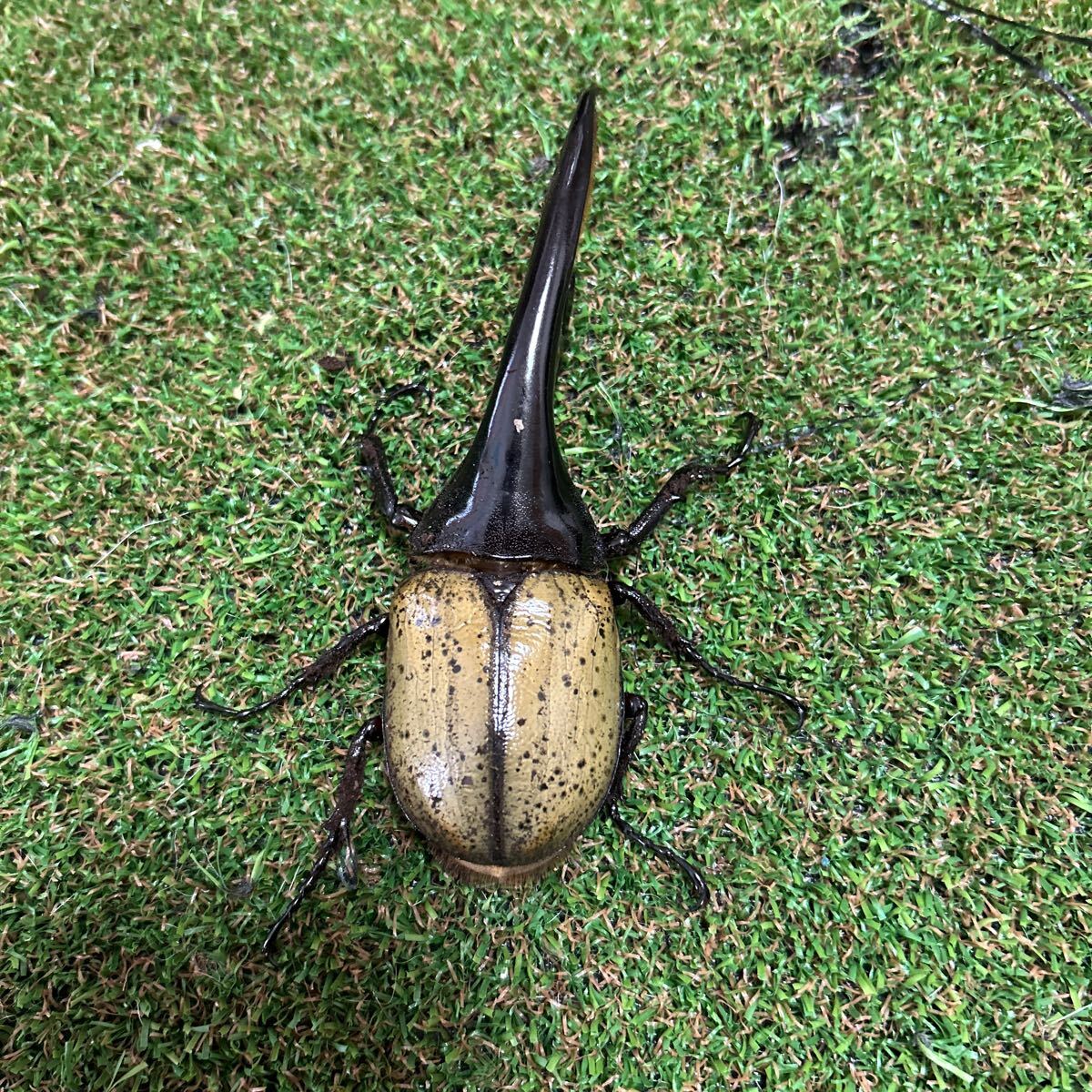 Yahoo!オークション - DHヘラクレスオオカブト 新成虫 141ミリ