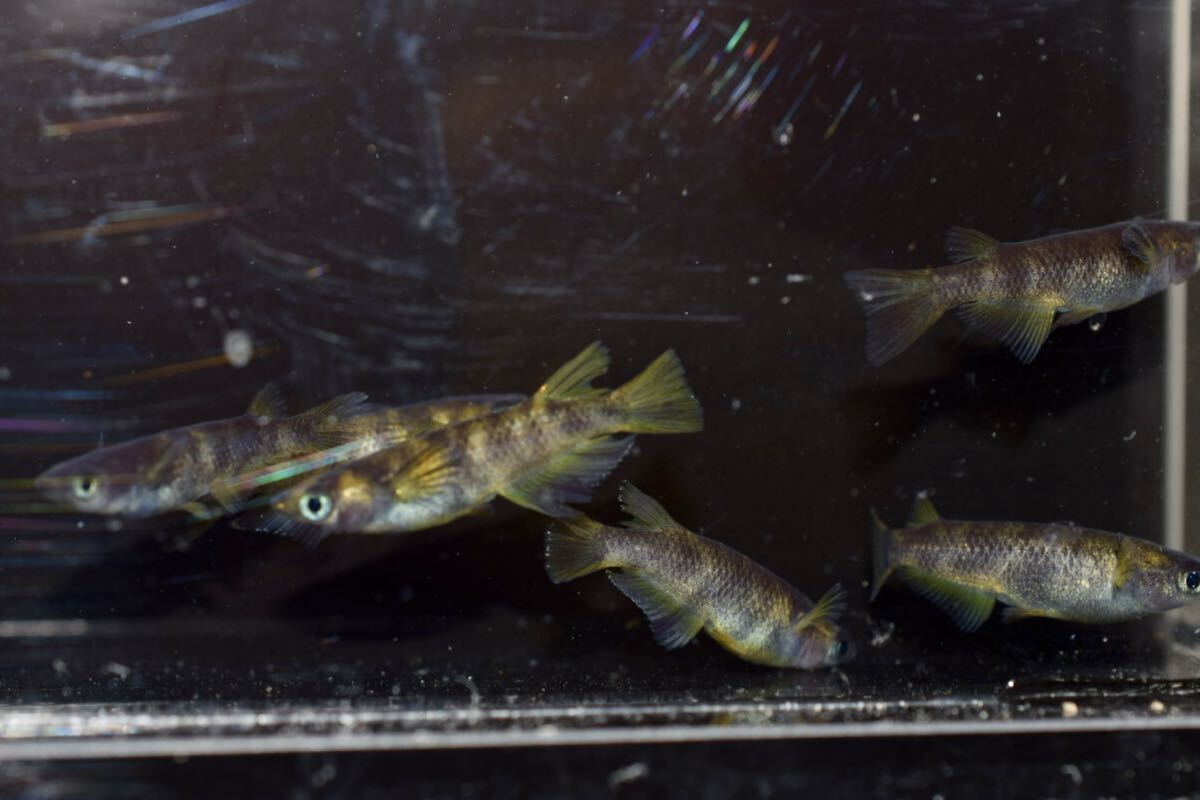 Yahoo!オークション - ウーブメダカ『AW-03R』4ペア 29A 産卵中 めだか...