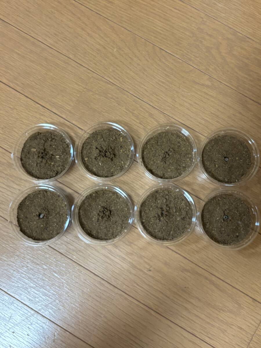 Yahoo!オークション - 【Garda93.0sc血統】インドグランディス 初齢幼...