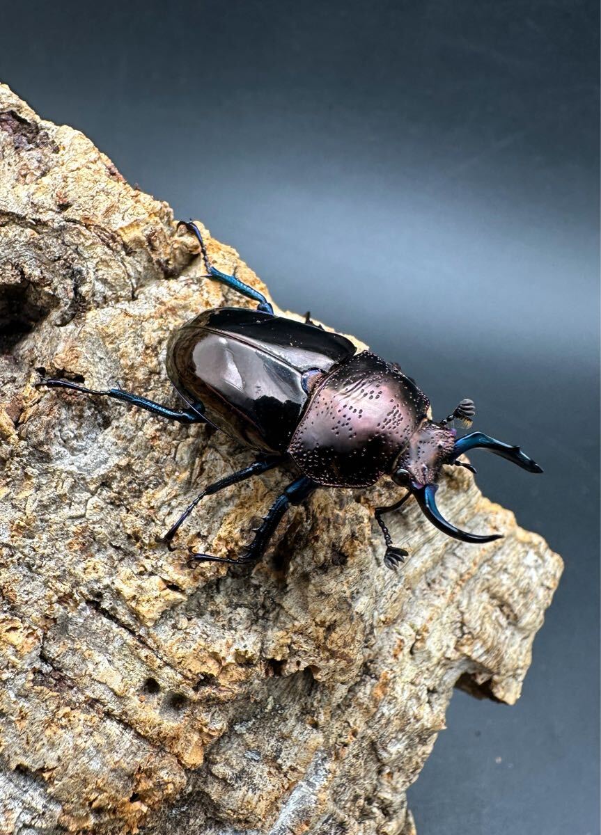 Yahoo!オークション - 【CBF1】ドウイロクワガタ 新成虫ペア