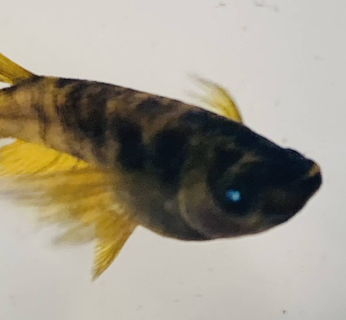 Yahoo!オークション - 美虎リアルロングフィン(ブルーアイ) RLF 30個+...