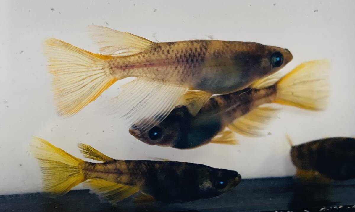 Yahoo!オークション - 美虎リアルロングフィン(ブルーアイ) RLF 30個+...