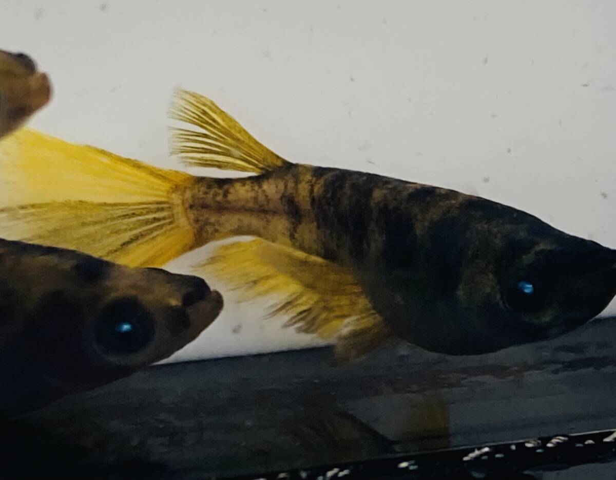 Yahoo!オークション - 美虎リアルロングフィン(ブルーアイ) RLF 30個+...