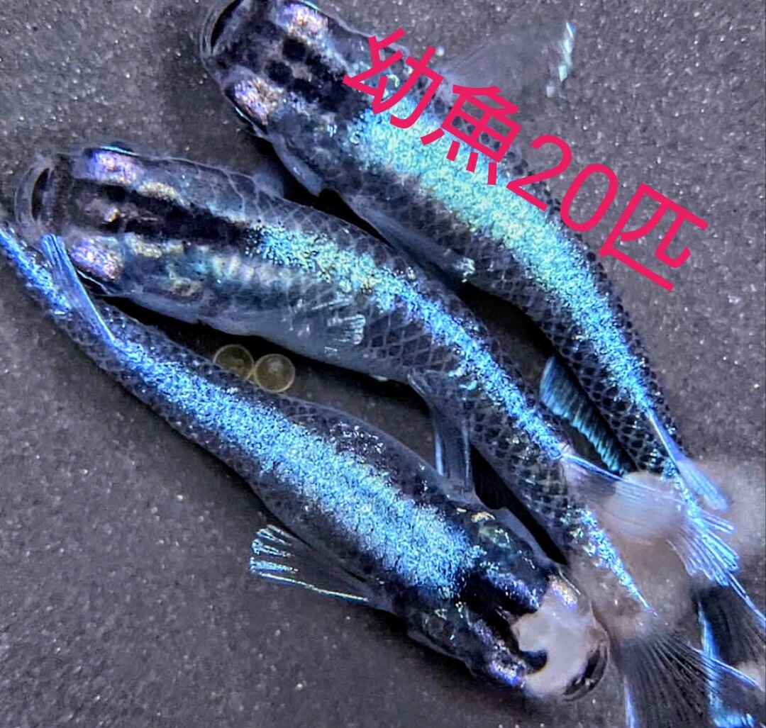 Yahoo!オークション - 美青 ラムネブルー RLF リアルロングフィン 幼魚...