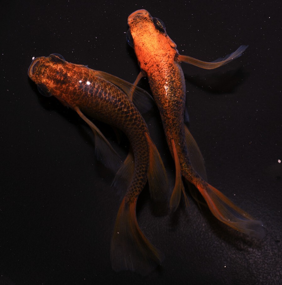 Yahoo!オークション - 美麗 竜章鳳姿 RLF 有精卵15個+α リアルロング...