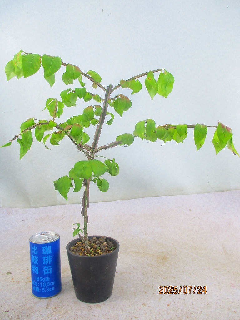 Yahoo!オークション - [野風盆栽流通]錦木(71981黒ポット)全高 44㎝ 同...