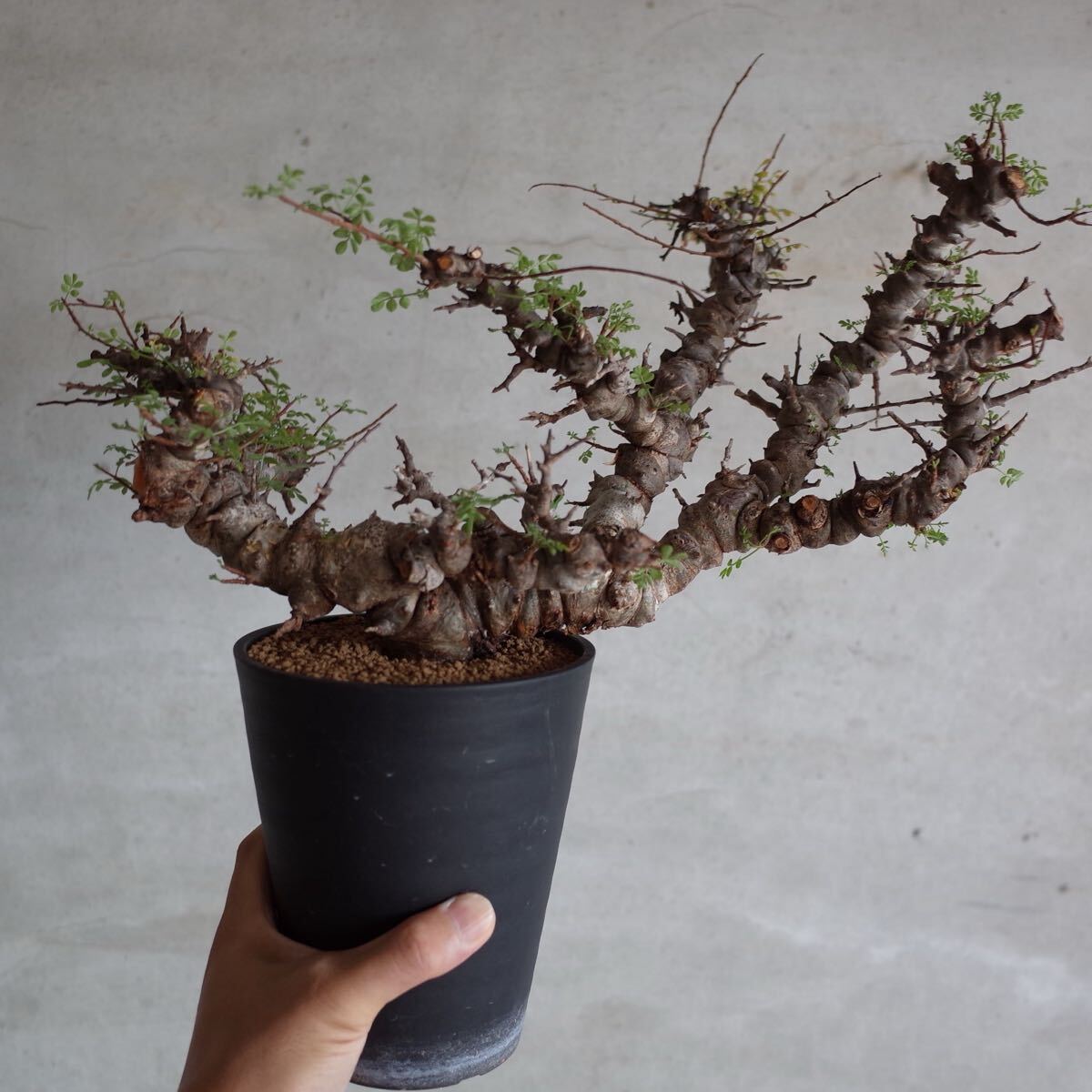 Yahoo!オークション - 発根済 コミフォラ エイル Commiphora sp.Eyl 灌...